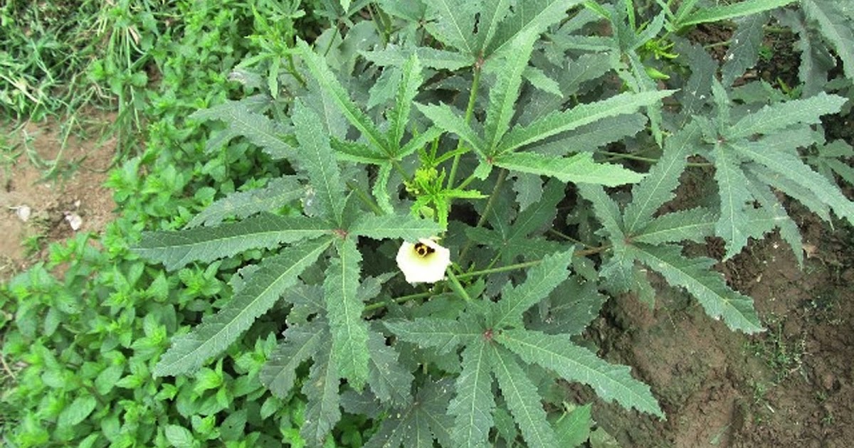 Medicinal Plants: Hibiscus esculentus, Abelmoschus esculentus, Okra ...