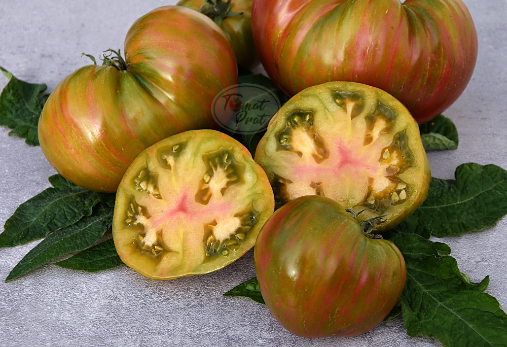 Helenes Tomater: Dwarf Peppermint Stripes