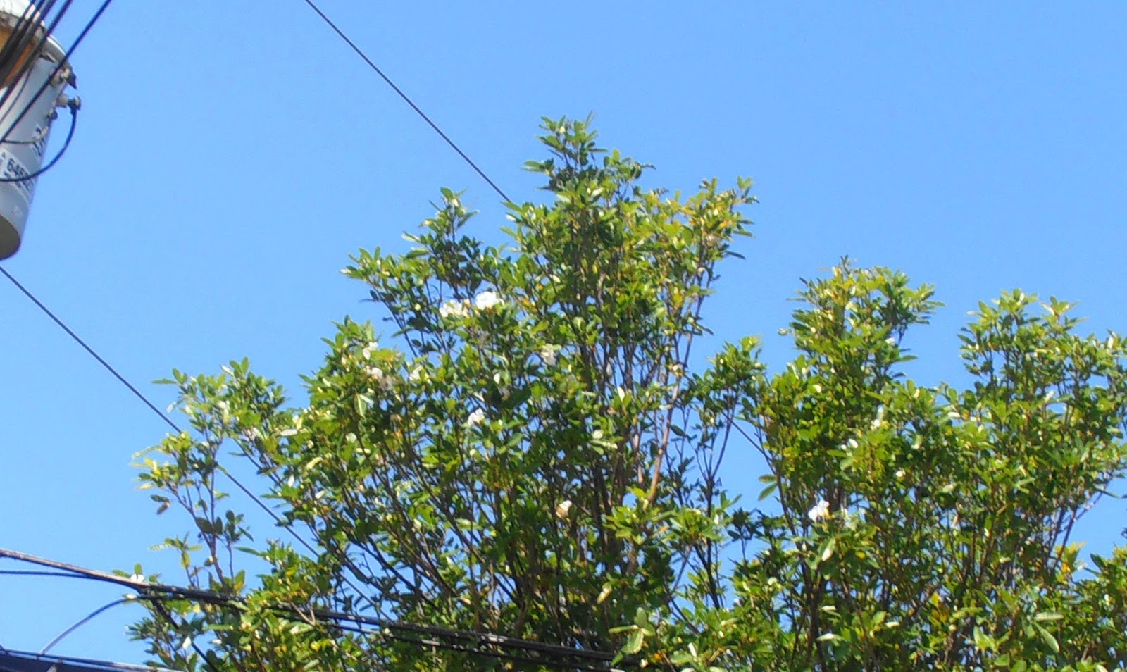 Flora de Puerto Rico Ilustrada Papo Vives: ROBLE VENEZOLANO TABEBUIA ROSEA