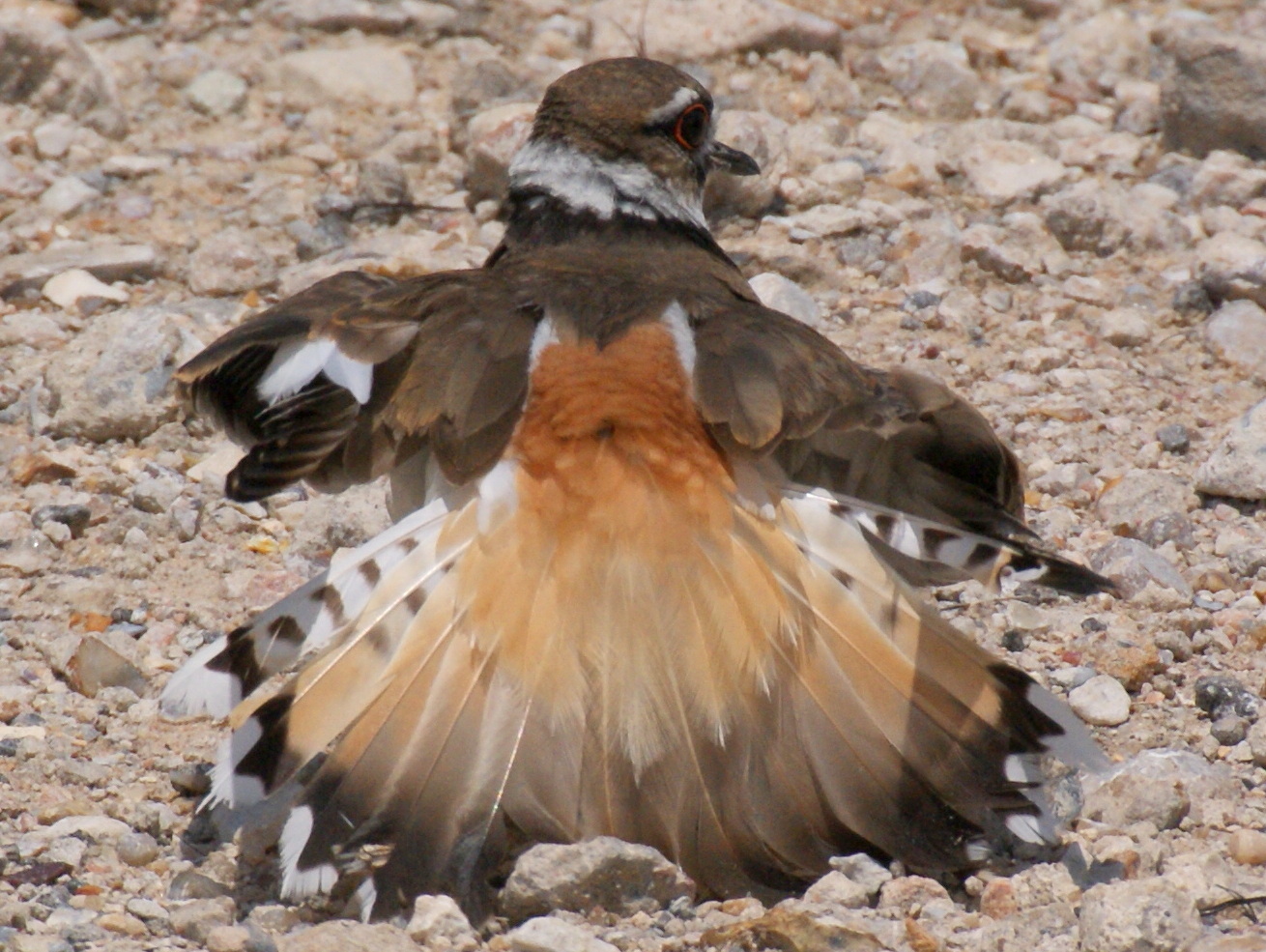 SE Texas Birding & Wildlife Watching: Clever Birds