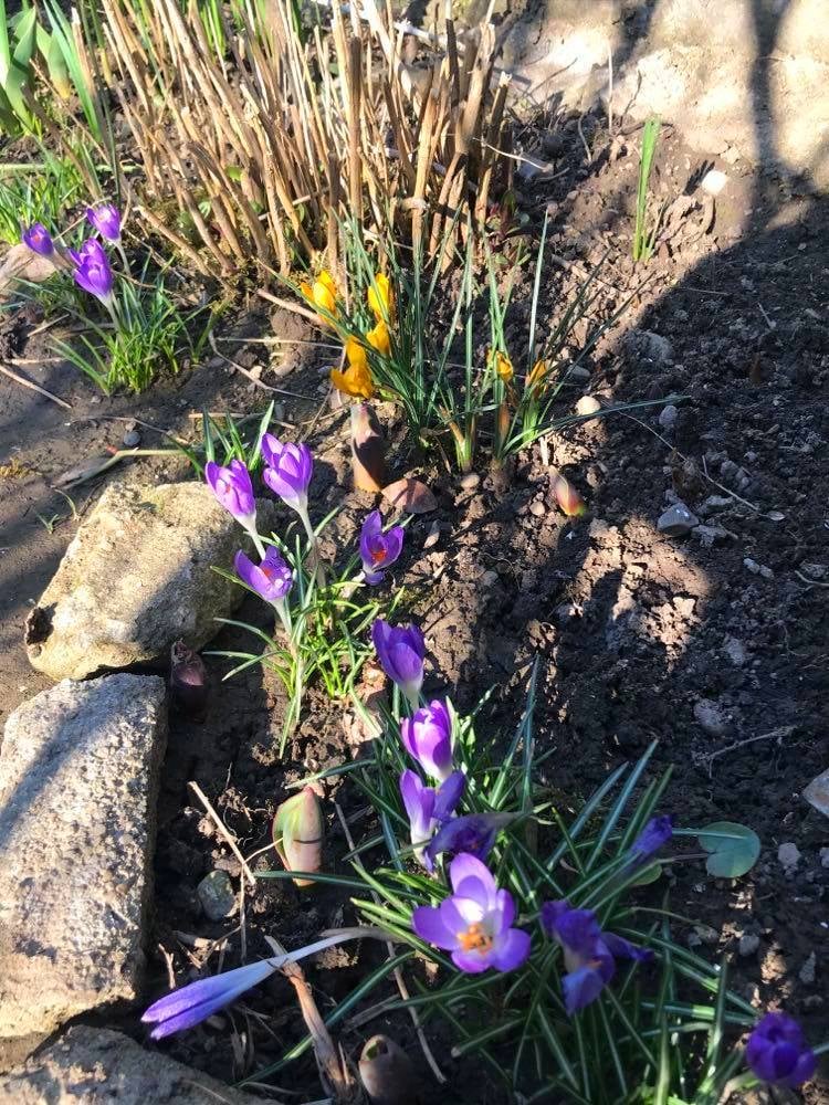 Time in the garden: Branduse 2021