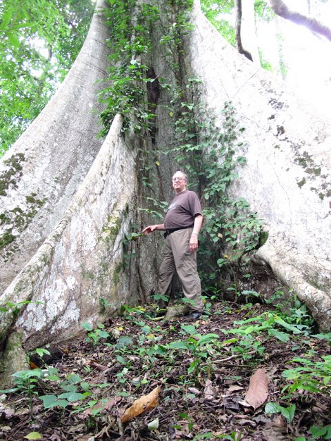 Pictures of African Cocoa Farming: Bafia, Cameroon (4)