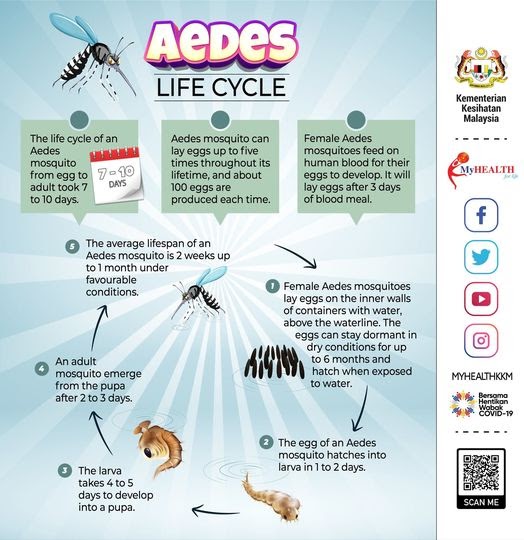 National Cancer Society of Malaysia, Penang Branch: Aedes Life Cycle