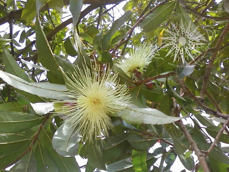 Cocina Costarricense: manzana rosa