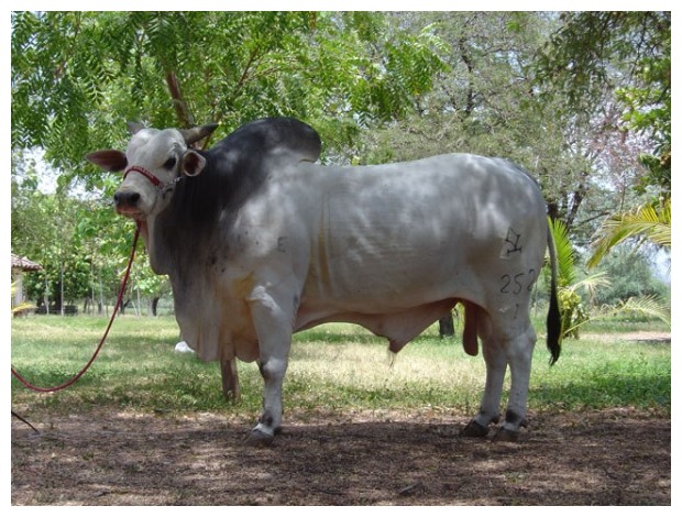 Toros nelore - Imagui