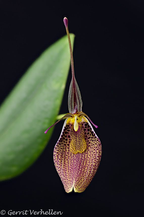 Restrepia elegans H.Karst.