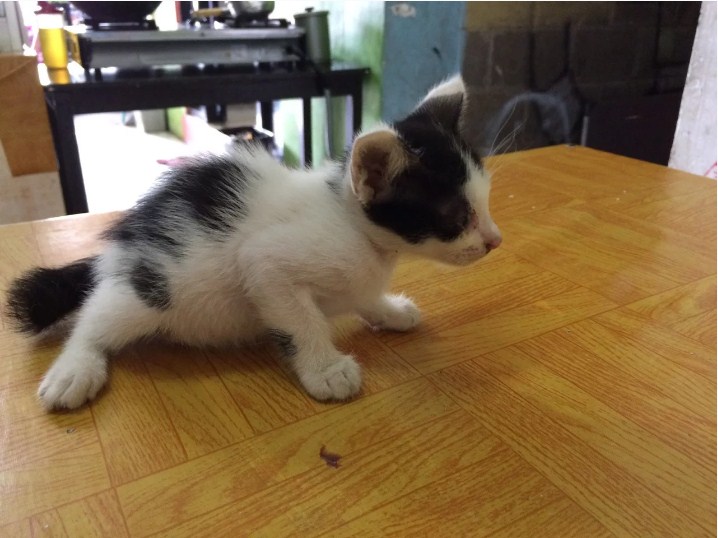 [DESA KUCING] Adopsi Kucing Gratis