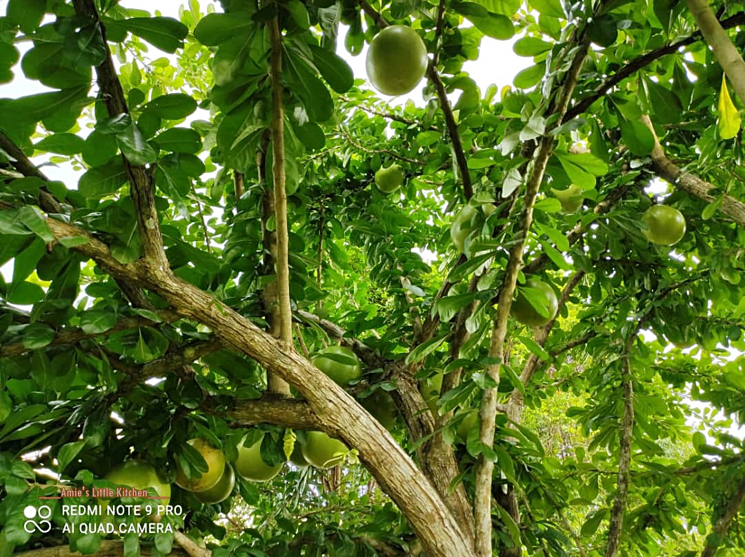 Berkenalan dengan Buah Labu Kayu @ Buah Maja @ Delima Batu @ Applewood ...