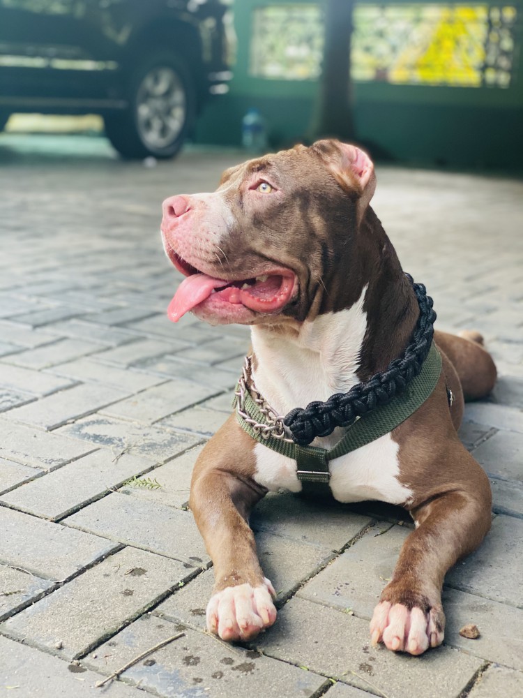 Mother's Vision Pre School: #Haidi Haidi Breeder/Kennel-American Bully ...