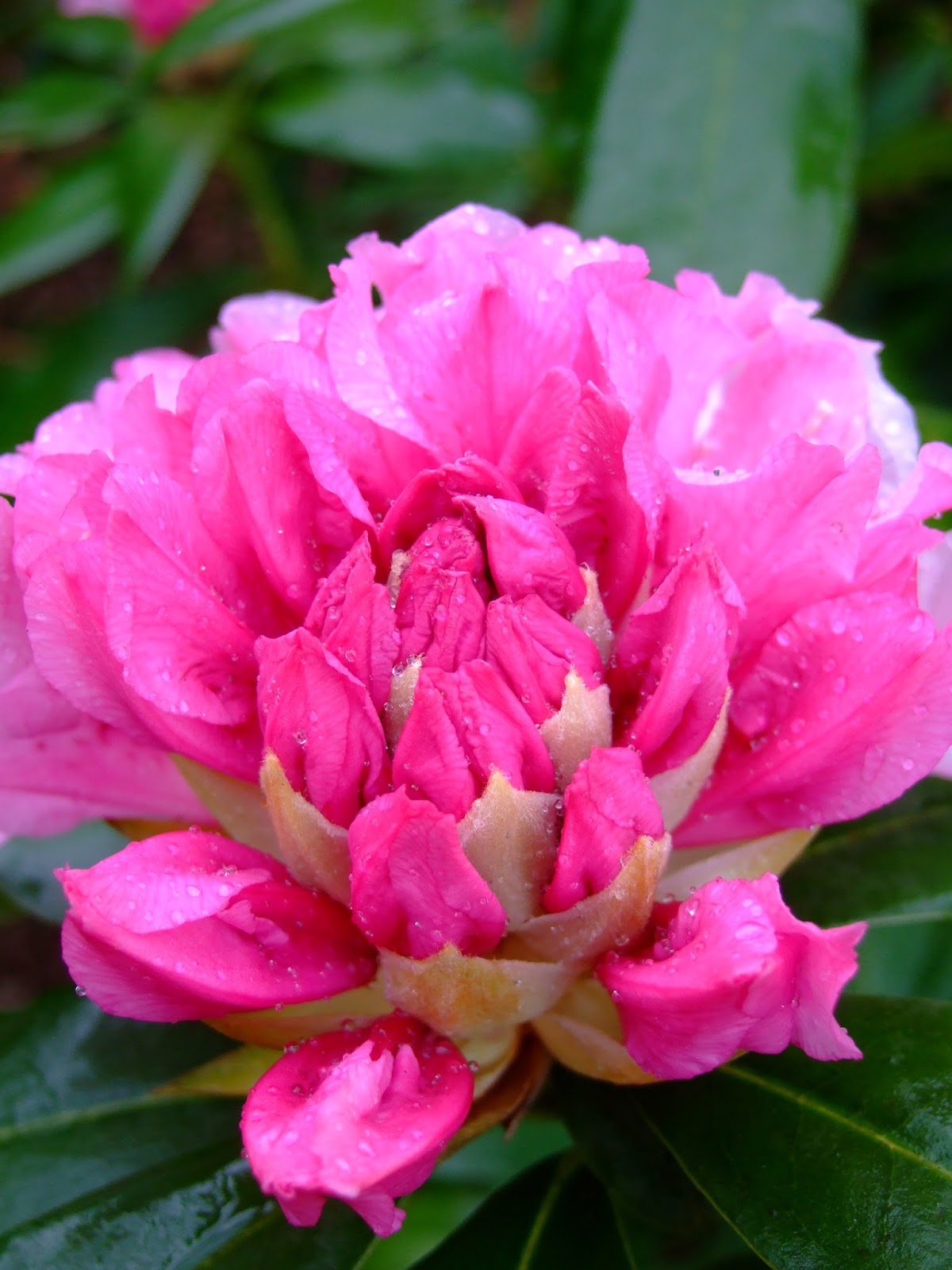 Garden Therapy: Pink Flowers