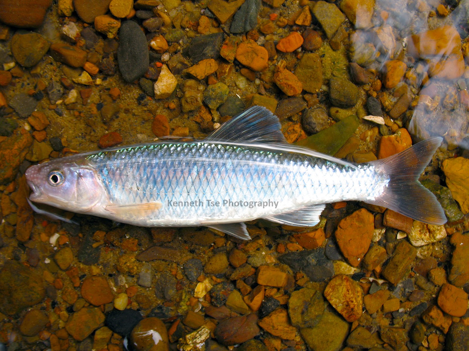 MuskieBait Adventures: Lifelist