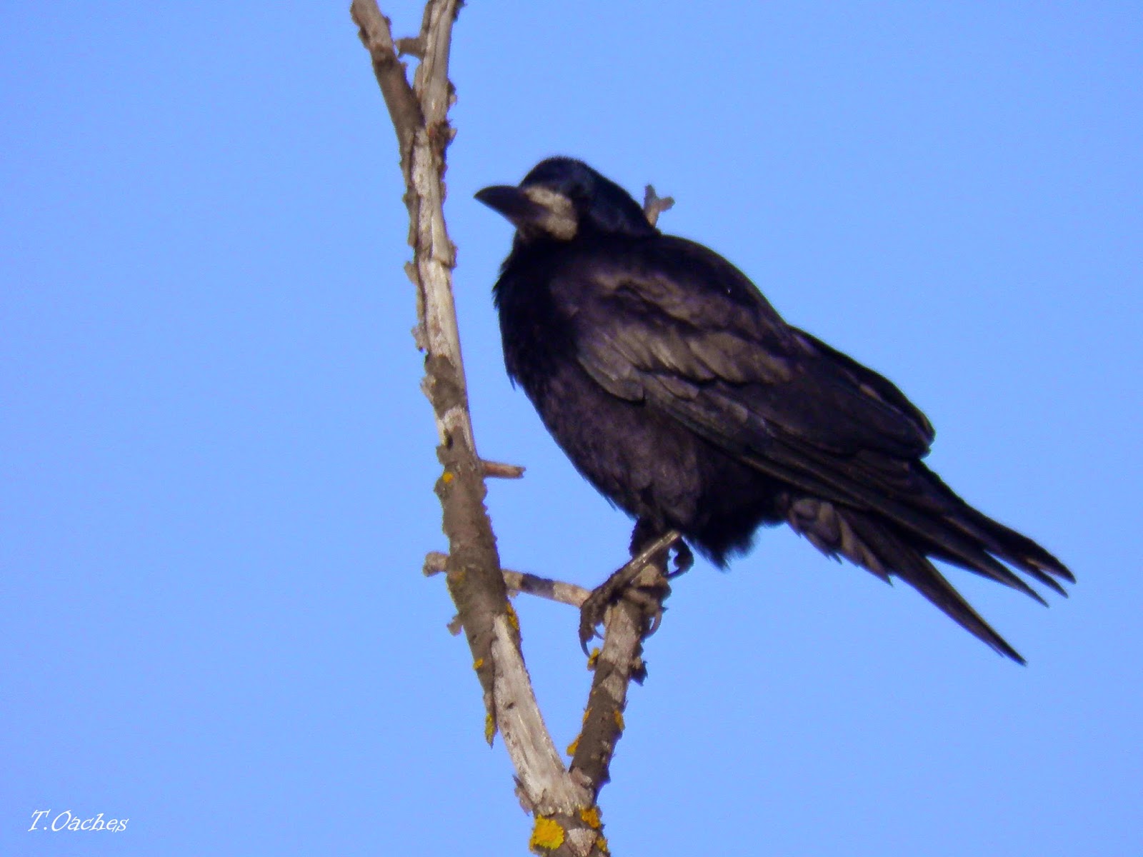 PASARI DIN ROMANIA: CIOARA DE SEMANATURA, Corvus frugilegus