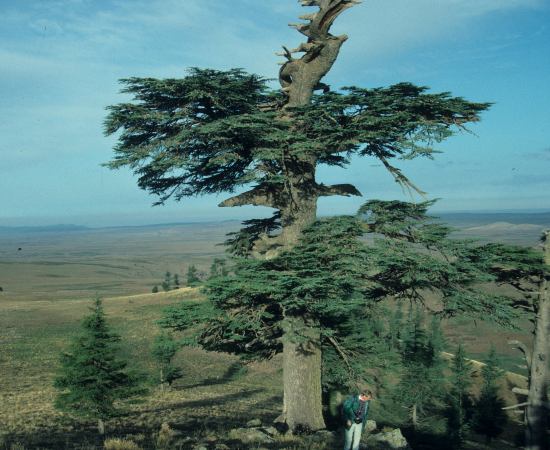 Trees Planet: Cedrus atlantica - Atlas Cedar