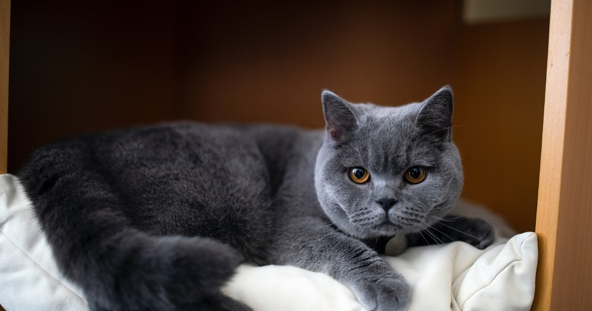 Kucing British Shorthair (Great Britain) | meotuna