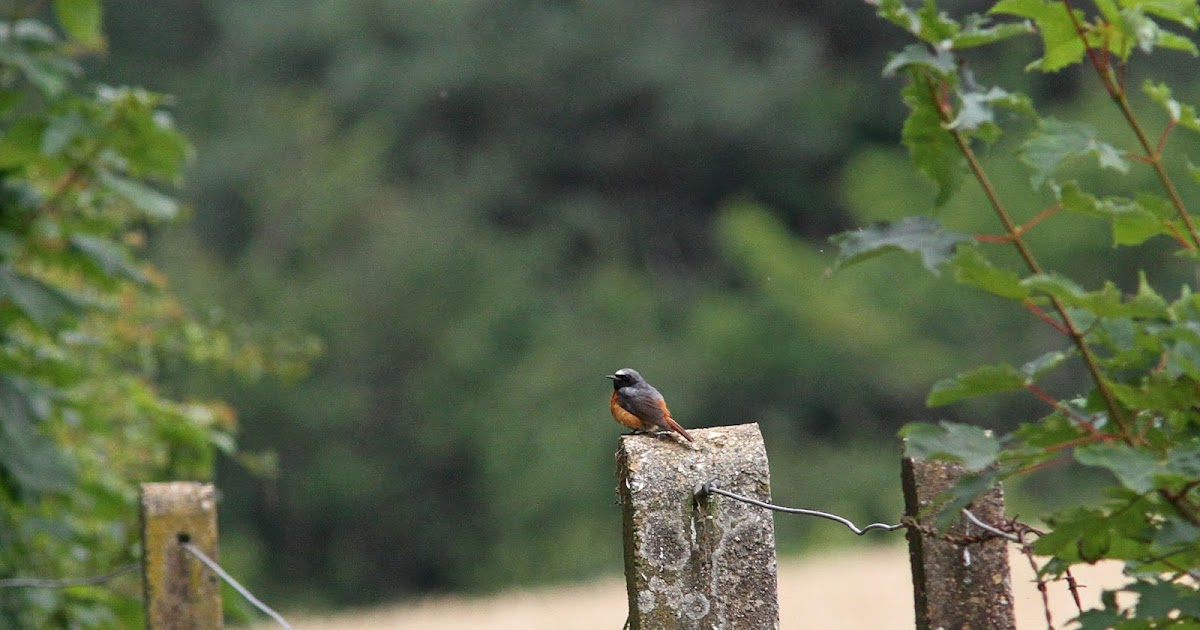 Northamptonshire Birding: Pitsford Reservoir day tour