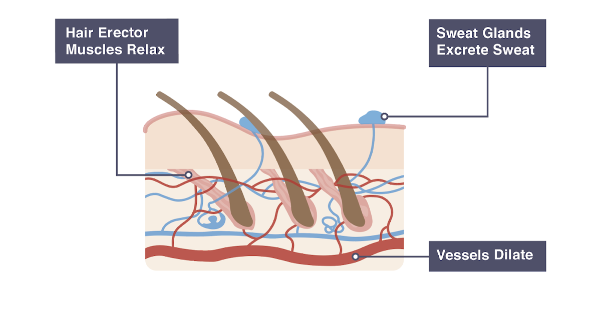 IGCSE Biology 2017: 2.93 Describe the Role of the Skin in Temperature ...
