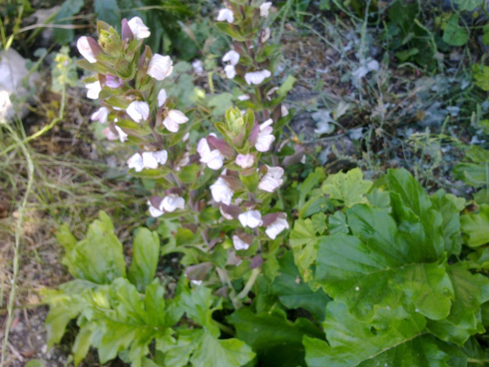 BirantaFotos: ACANTO "Acanthus Mollis"