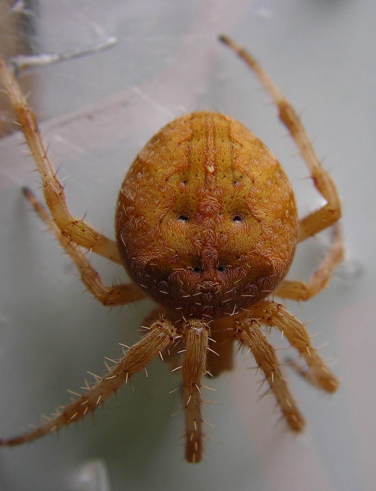Adventures Of A Pine Cone Spider Collector: Spiders Cannot Be ...