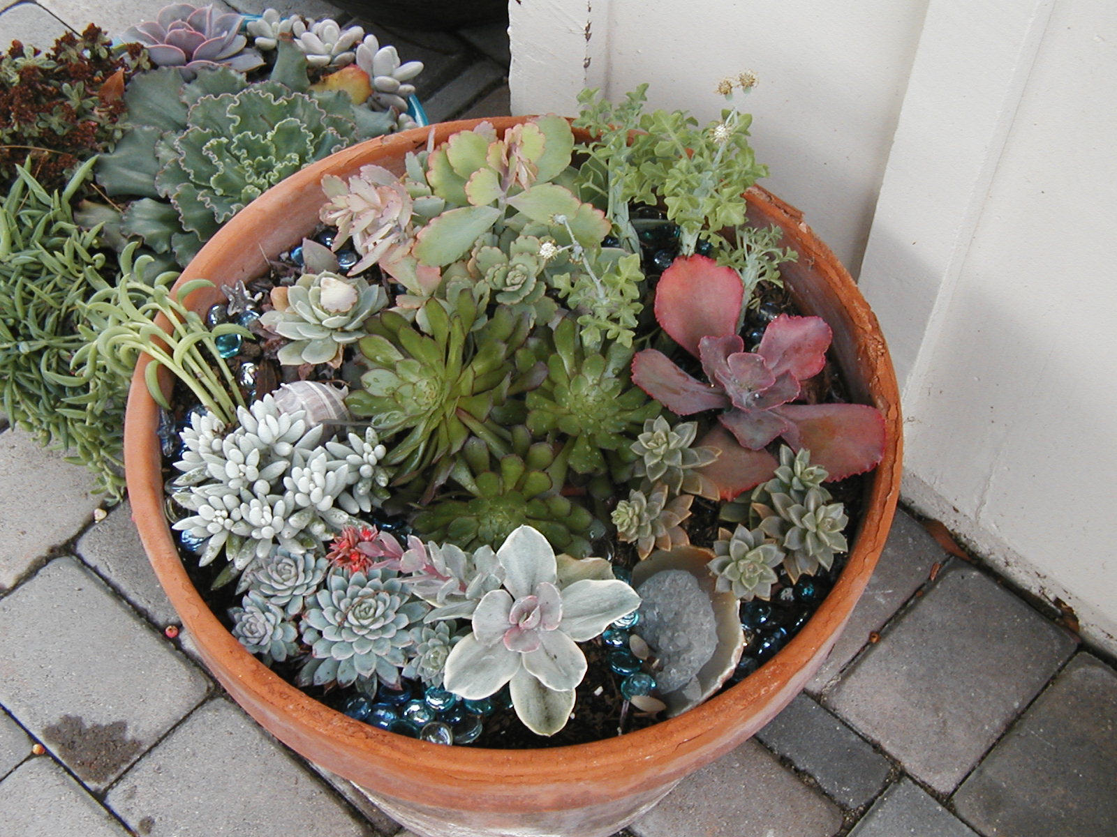 Late to the Garden Party: My Developing Relationship with Succulents