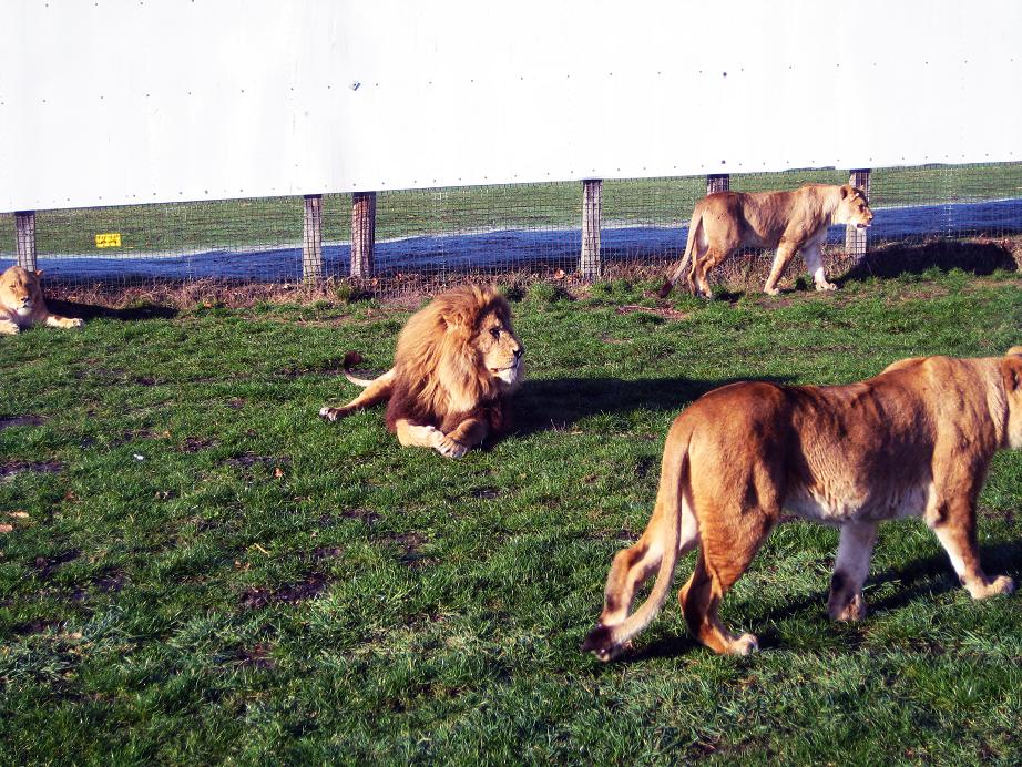 Travel Depot: Wild Winter Safari at West Midland Safari Park