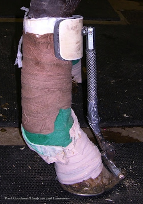 Fran Jurga`s Hoofcare + Lameness: Custom Unibar Brace and Platelet-Rich ...
