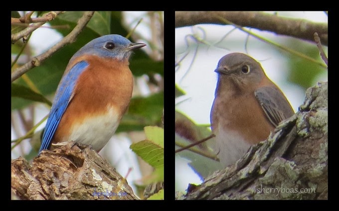 Simply Living: A flash of blue