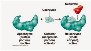 MENGENAL ENZIM ~ BIOLOGI SMANDATARA