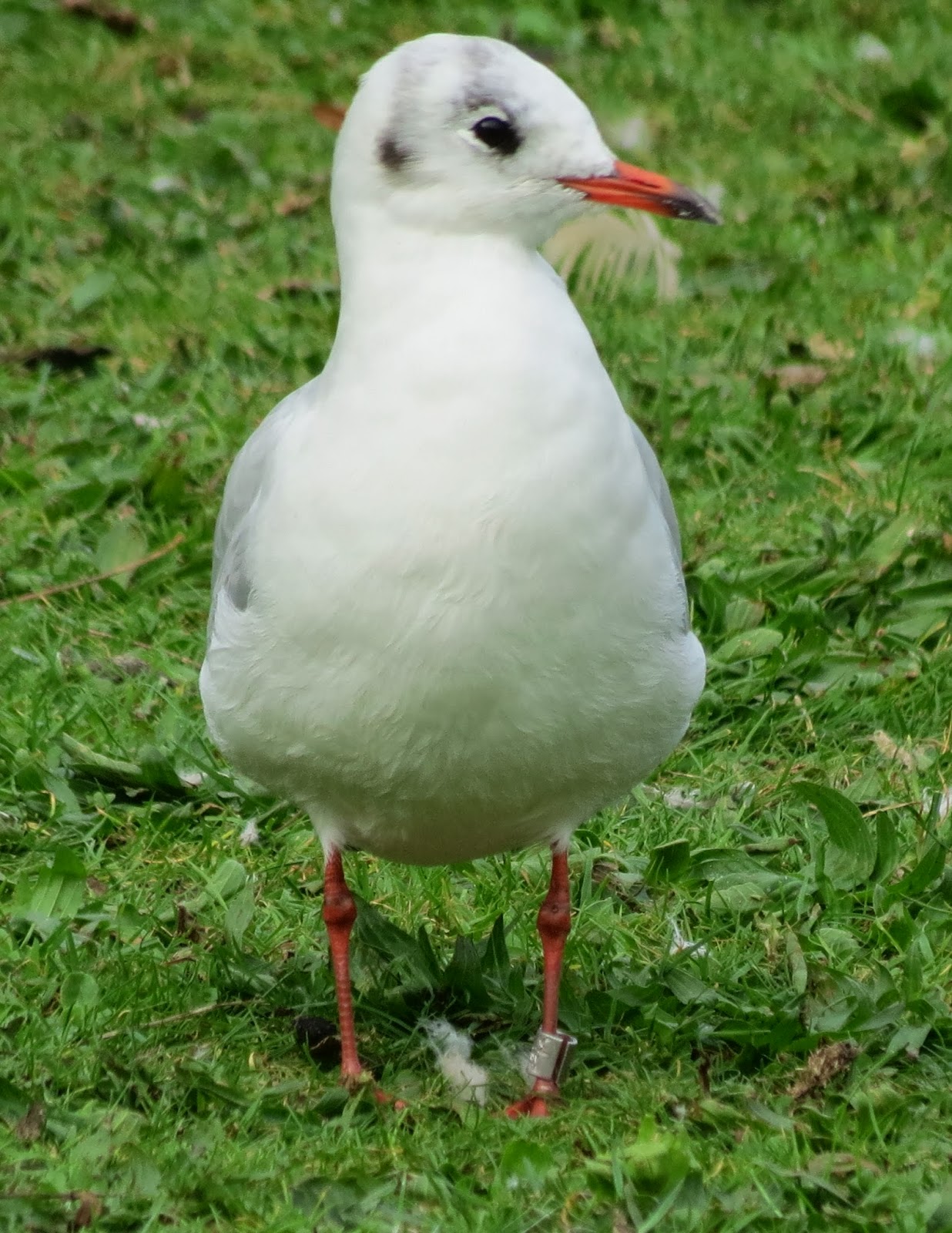 BIRDING AMERSHAM: A Finnish-ringed BLACK-HEADED GULL in Lowndes Park