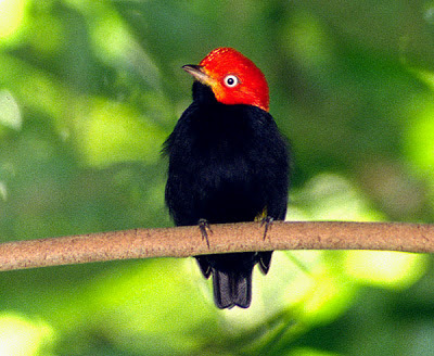 Manakin Birds News And Facts-Images | All Wildlife Photographs