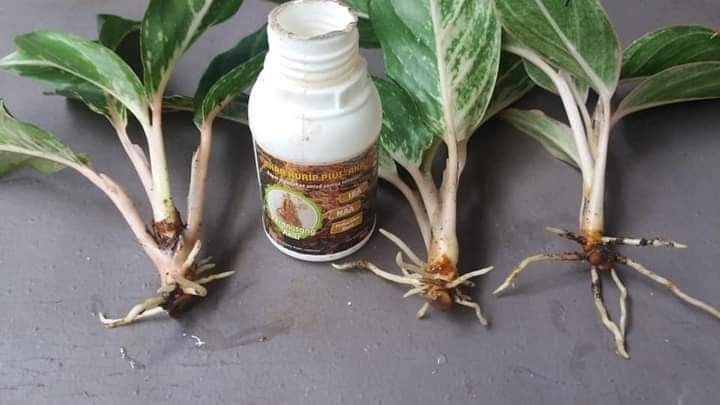 STEK PUCUK AGLAONEMA - Belajar Berkebun