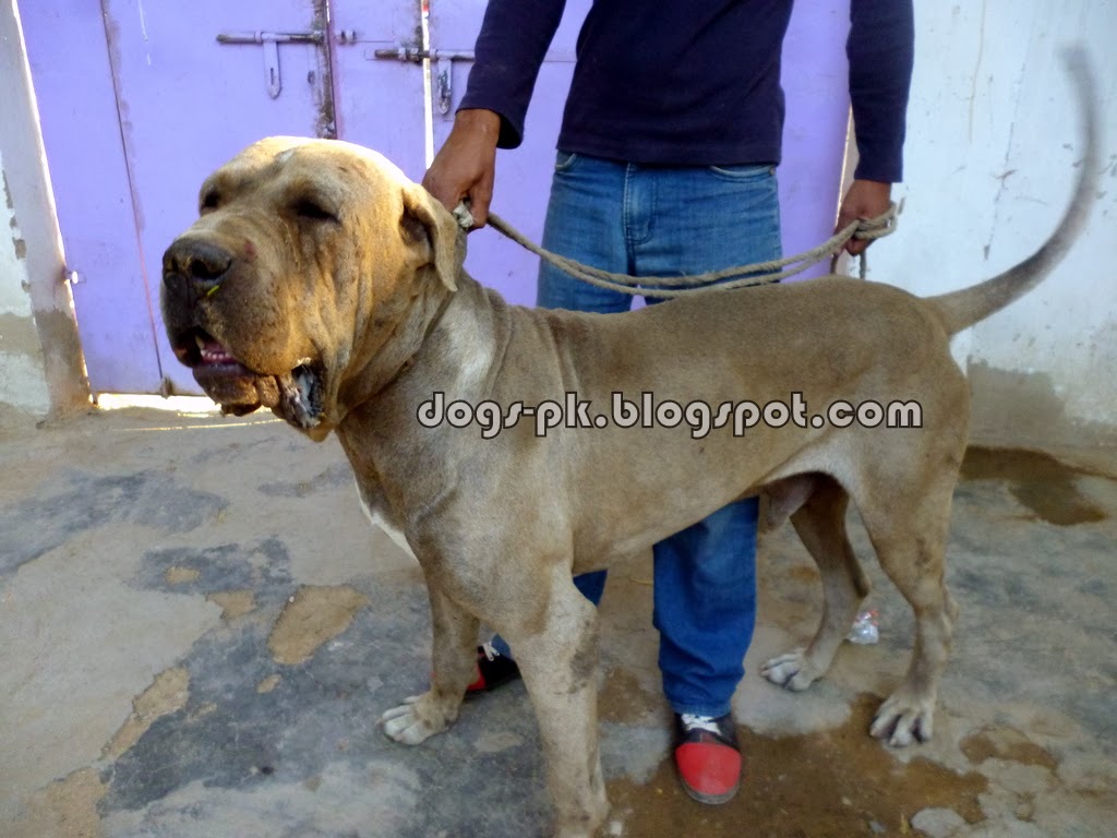 Pakistani Dog photos and Videos: Bully Dog Photos