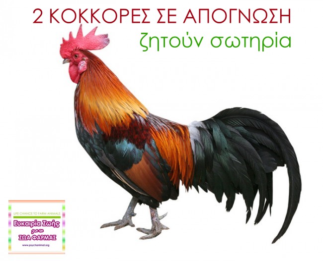 Ευκαιρία Ζωής για τα Ζώα Φάρμας