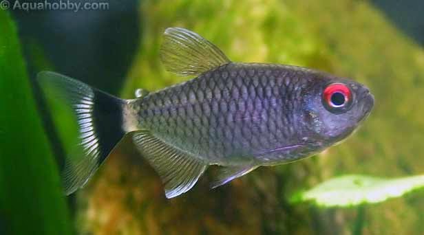 akvasvet.org: Moenkhausia sanctaefilomenae-Crvenooka tetra