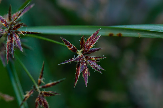 Desde Alájar: Juncia loca