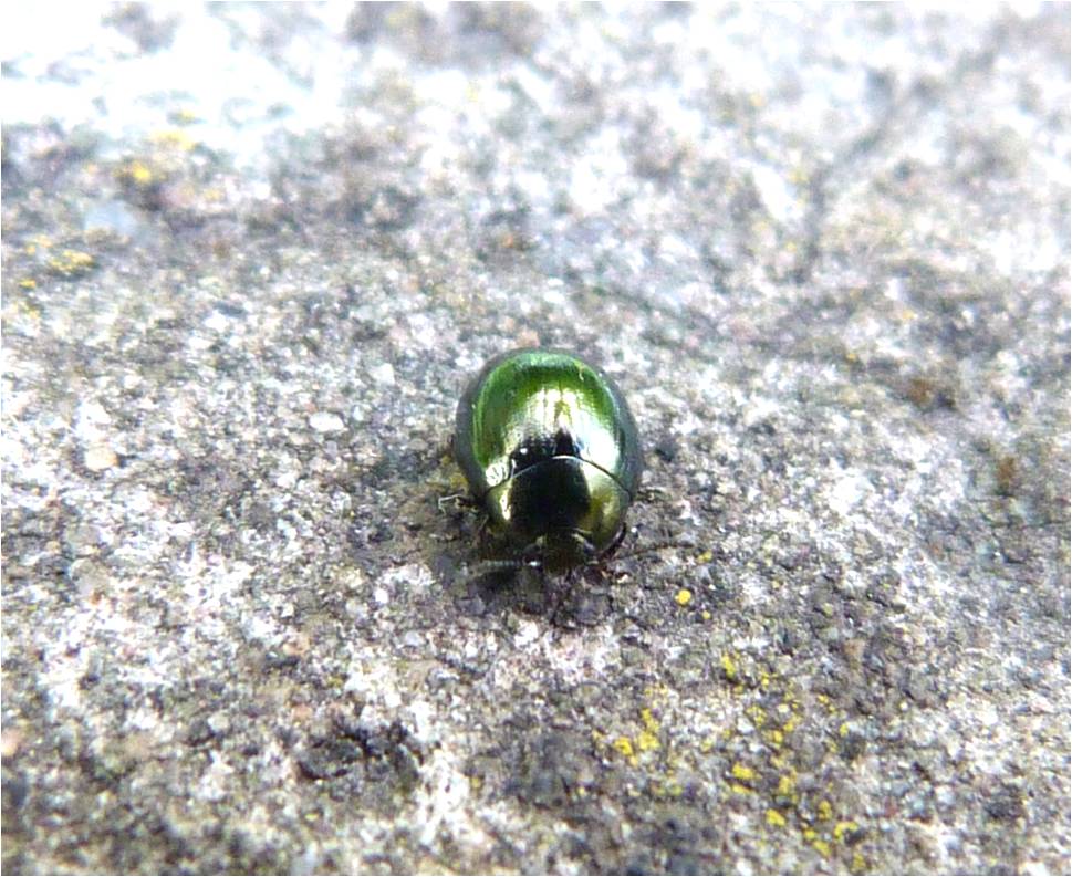 Insects of Scotland: Other Beetles