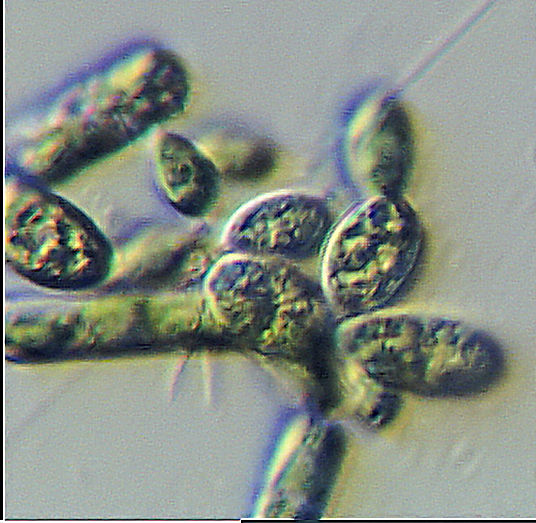 Don Schaeffer's Photos and Art: Green Algae from Tyler's Vase (length ...