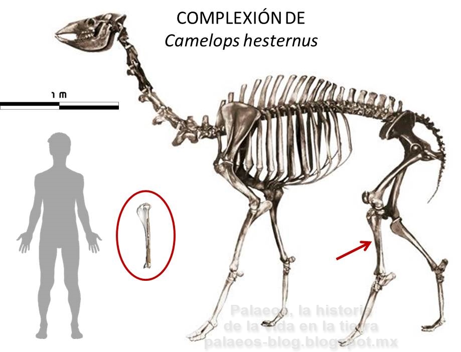 Palaeos, la historia de la Vida en la Tierra: Camello "gigante ...