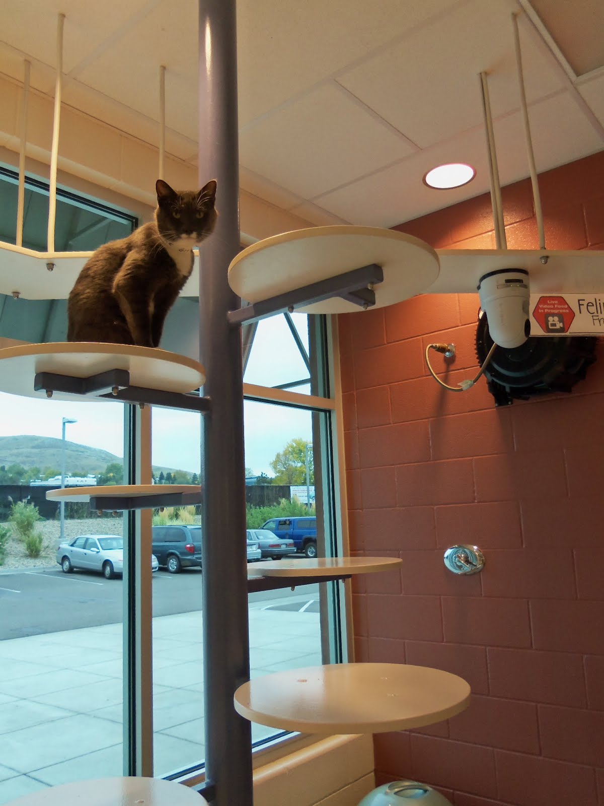 Foothills Animal Shelter Golden Colorado