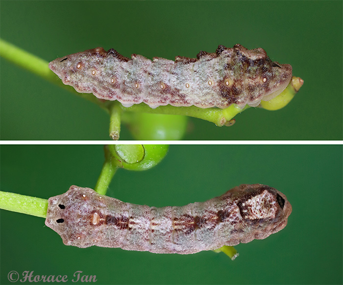 Butterflies of Singapore: Life History of the Banded Royal