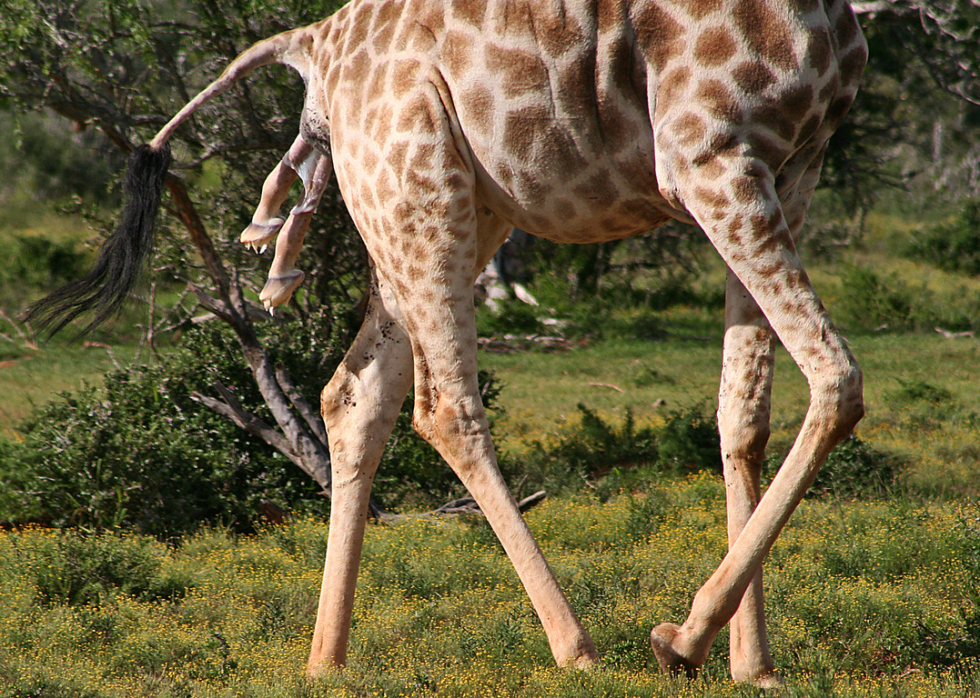 Alli's Alley: Wildlife Wednesday: Giraffe