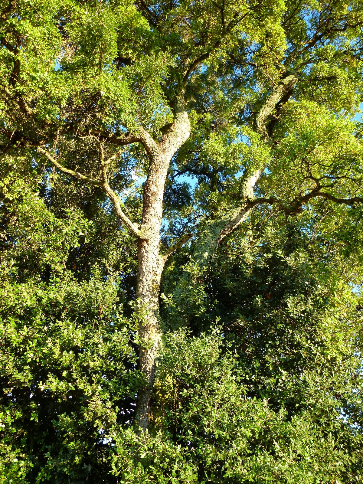 Árboles con alma: Alcornoque. Alzina surera (Quercus suber)
