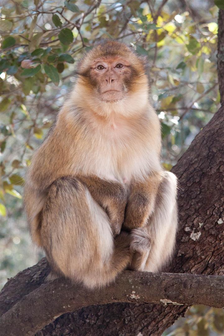 Rissani, The Ziz Gorge & Azrou | Europe By Camper - Travelling Europe ...