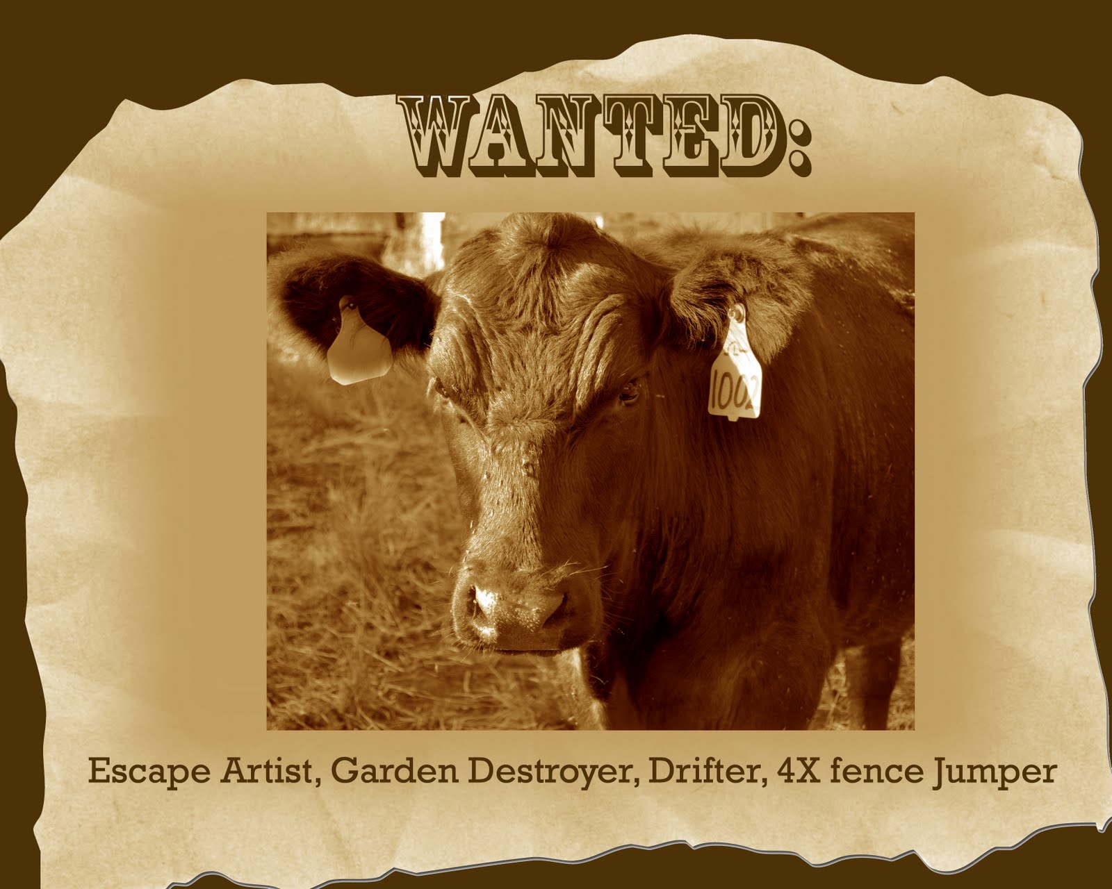 Wranglers and Ribbons: When Good Steers Go Bad