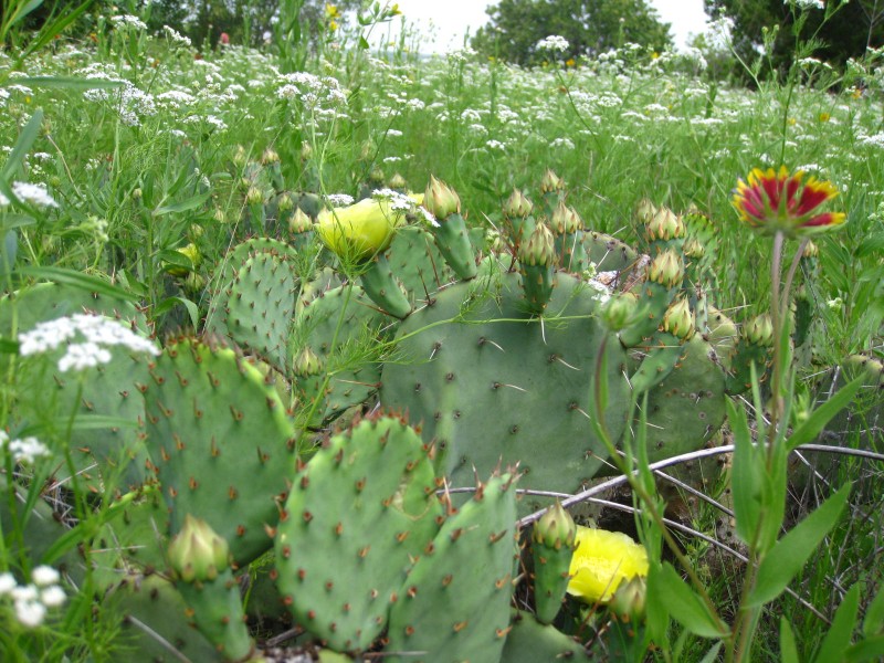 Durango Texas: Prickly Pear Cactus Is Blooming On The Tandy Hills For ...