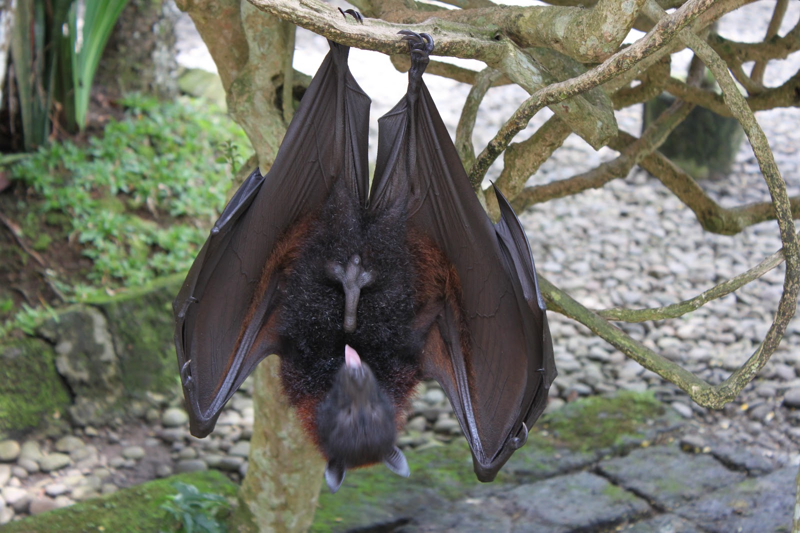 Vancouver Banshee: Indonesia -- Day 12 Bats on Bali