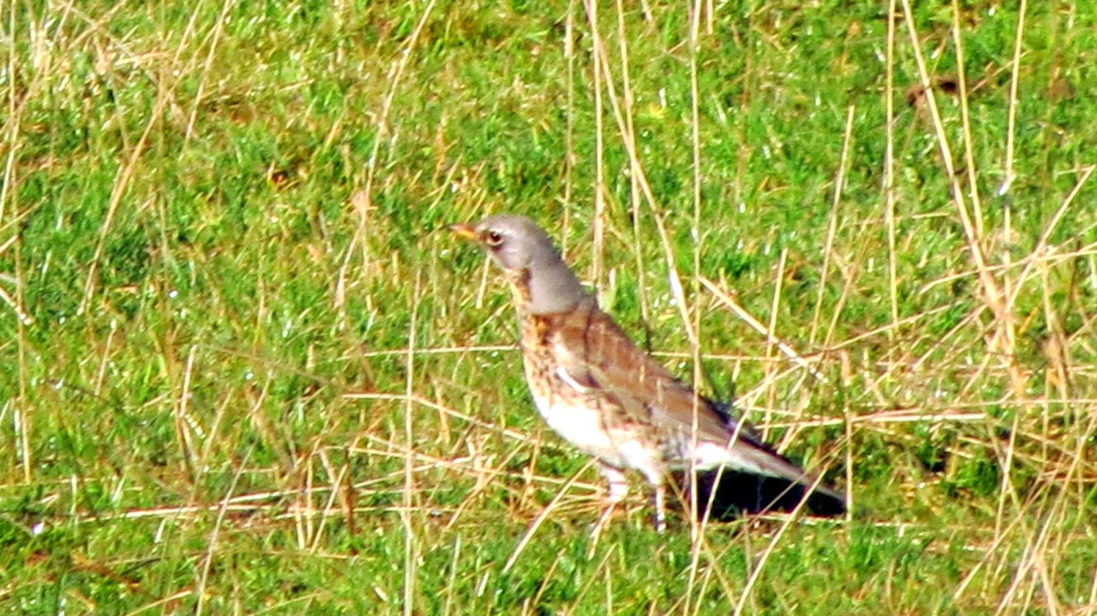 The Glebe Blog: Darvel-Loudoun Hill November 2012