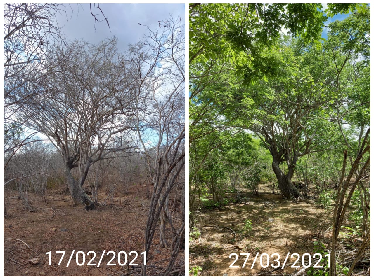 Caatinga Antes E Depois - FDPLEARN