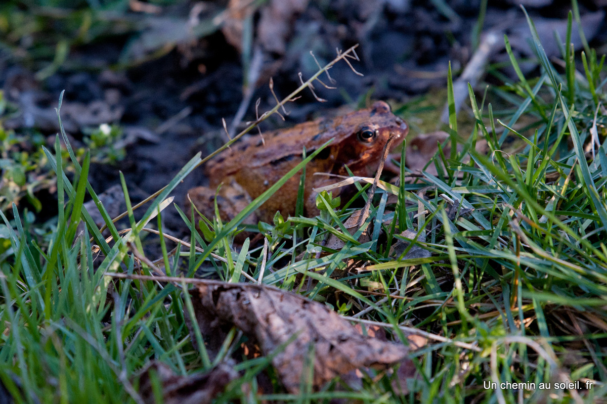 Un chemin au soleil: Les batraciens sont de sortie