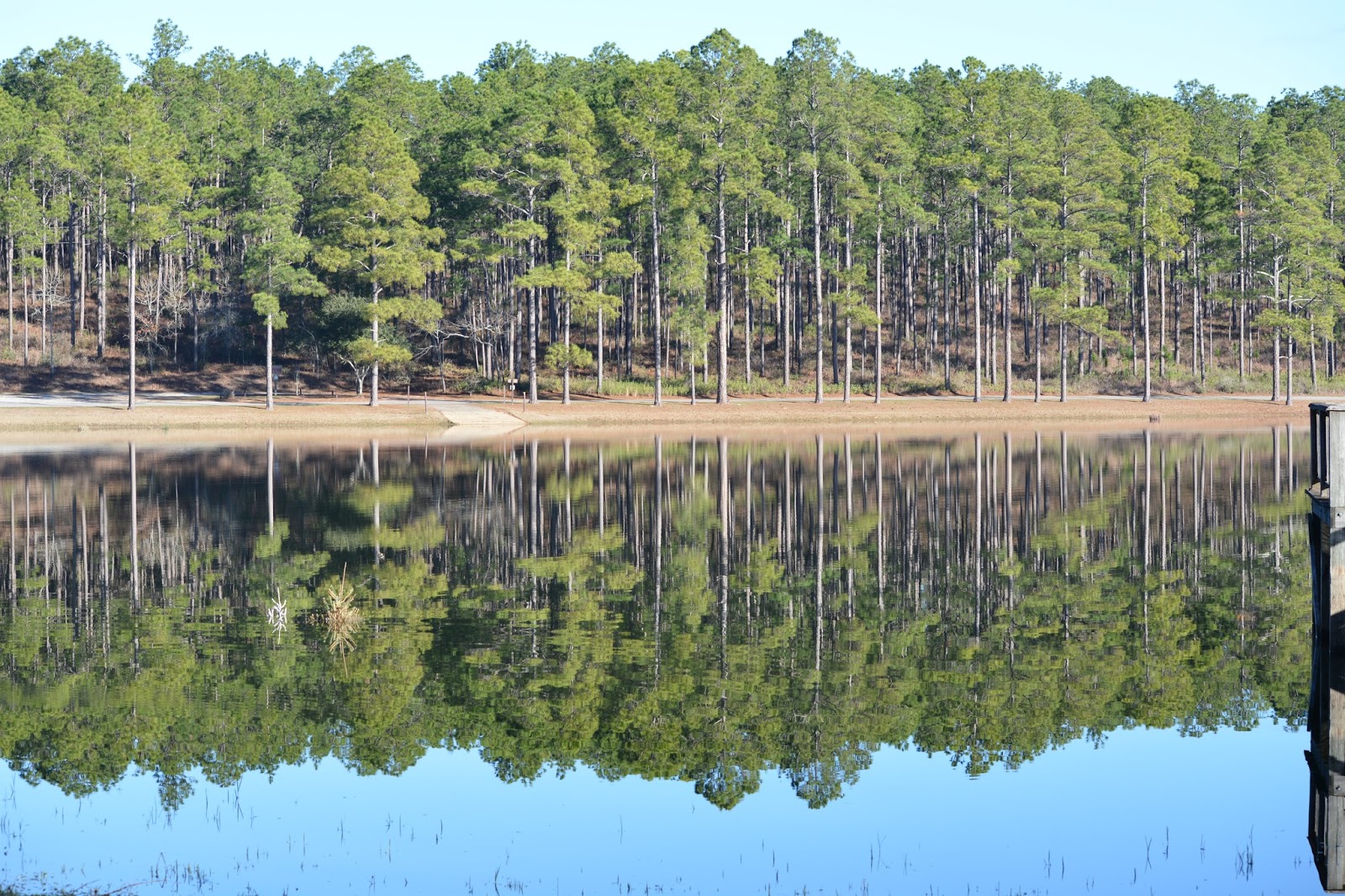 Through the Lens: Open Pond