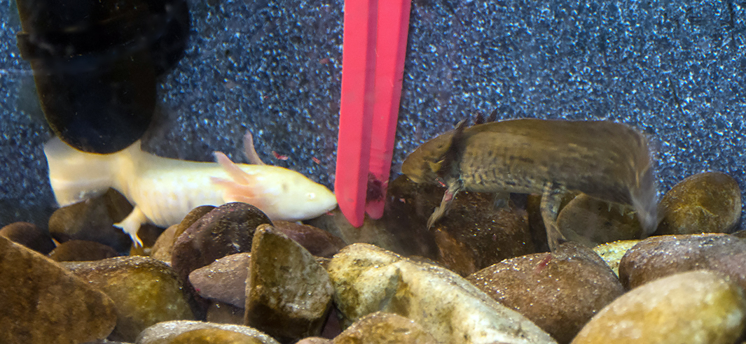 Pacific Science Center Life Sciences: How to Choose an Axolotl